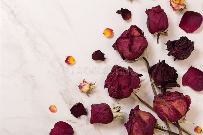 Dried Red Roses on Marble Background Stock Image - Image of flowers ...