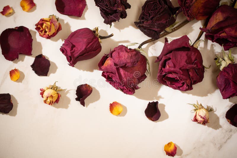 Dried Red Roses on Marble Background Stock Image - Image of leaf ...
