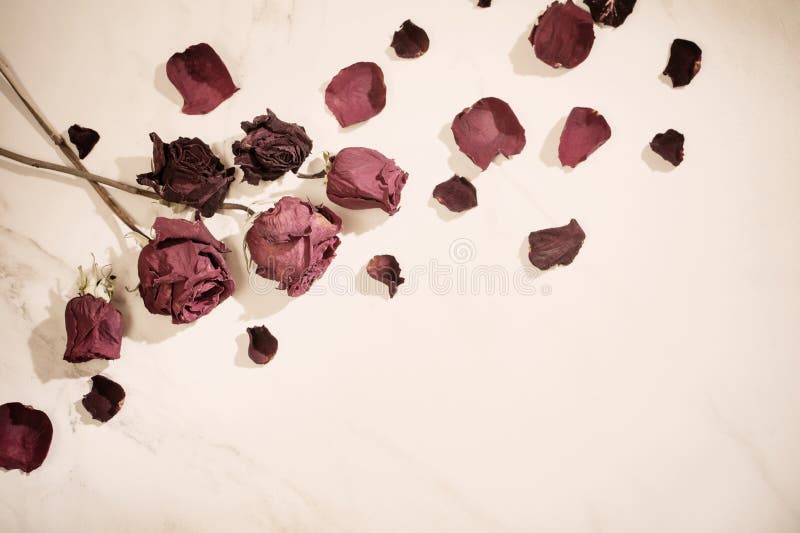 Dried Red Roses on Marble Background Stock Photo - Image of anniversary ...