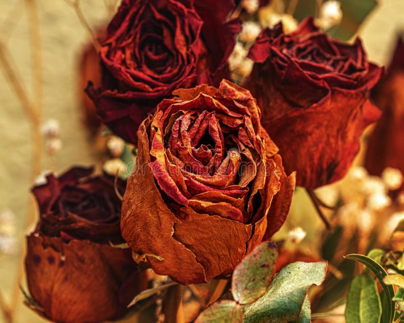 Dried red roses stock image. Image of nature, rose, flower - 312629399