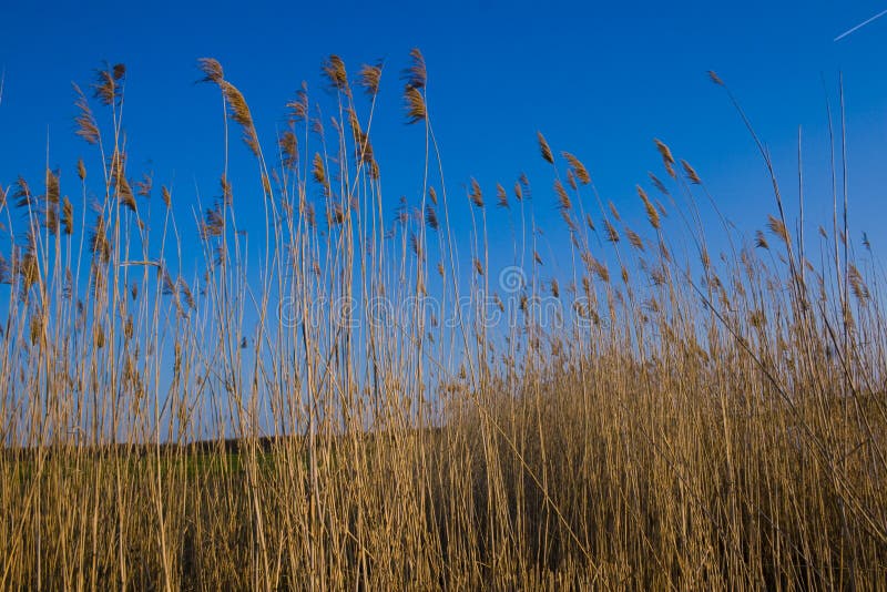 Dried Reeds stock image. Image of sway, grass, blowing - 2293663