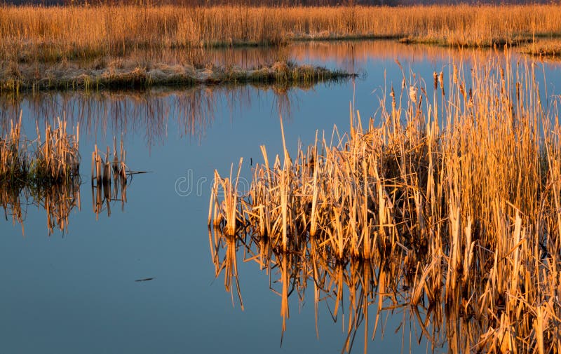 Dried Reeds stock image. Image of sway, grass, blowing - 2293663