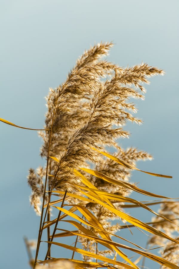 Dried reedy grass stock photo. Image of bright, golden - 32393216