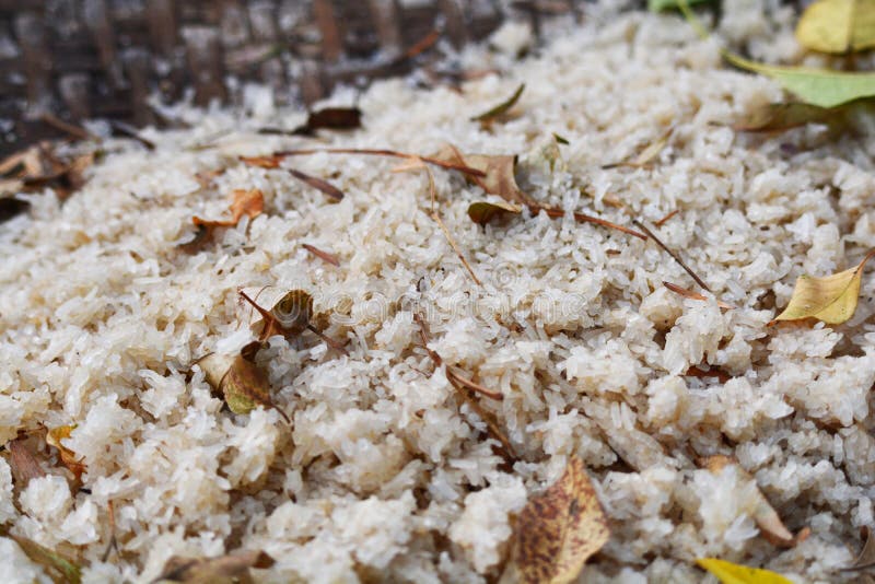 Dried rice stock image. Image of group, food, object - 49904999