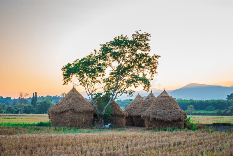 Dried Rice Field with Straw Huts Stock Image - Image of straw, camp ...