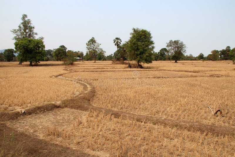 Dried Rice Fields - Det Island - Laos Stock Image - Image of island ...
