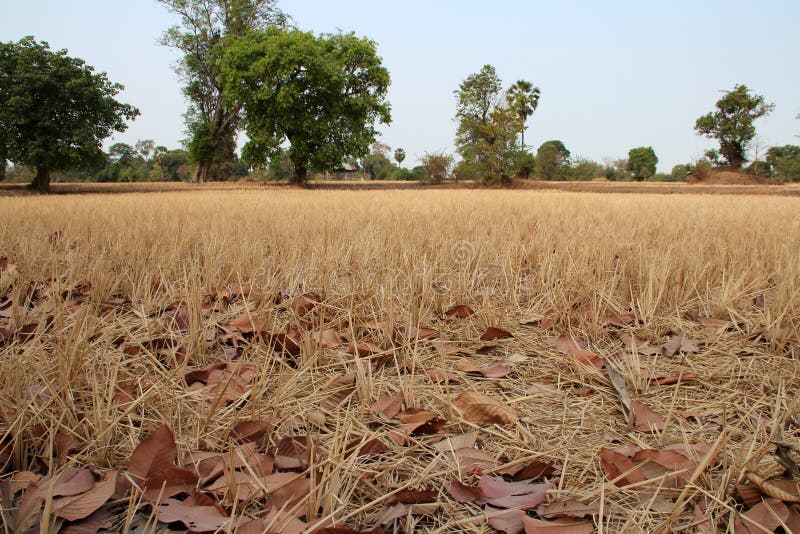 Dried Rice Fields at Det Island (laos) Stock Photo - Image of field ...