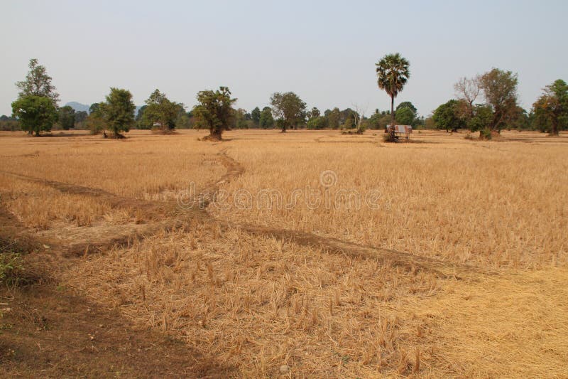 Dried Rice Fields at Det Island (laos) Stock Image - Image of tree ...