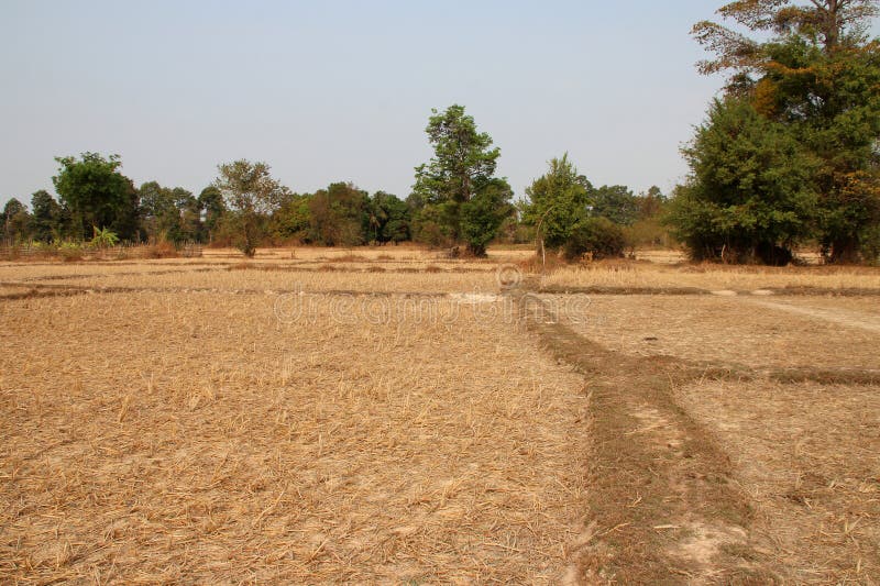 Dried Rice Fields on an Island (laos) Stock Image - Image of fields ...
