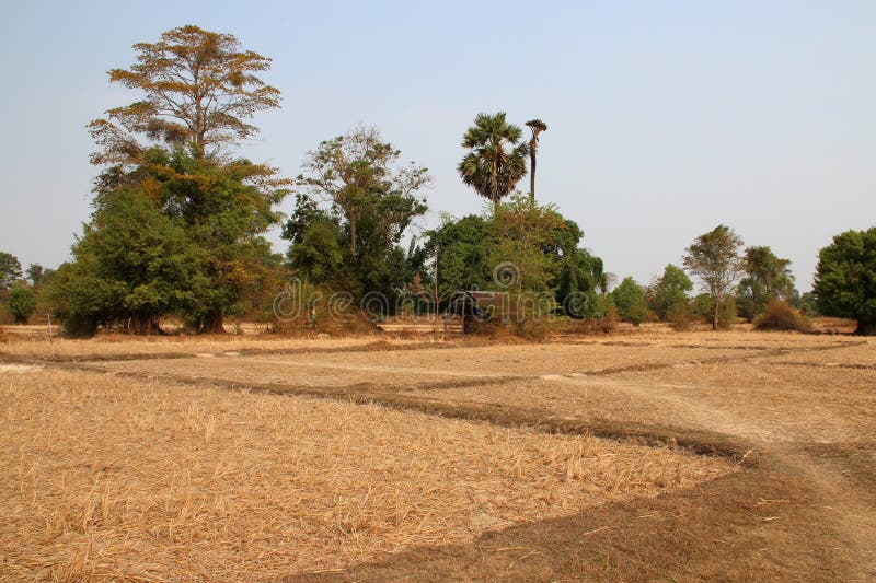 Dried Rice Fields on an Island (laos) Stock Image - Image of foliage ...