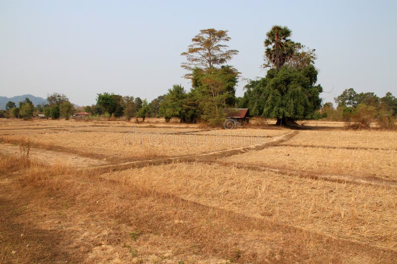 Dried Rice Fields on an Island (laos) Stock Image - Image of nature ...