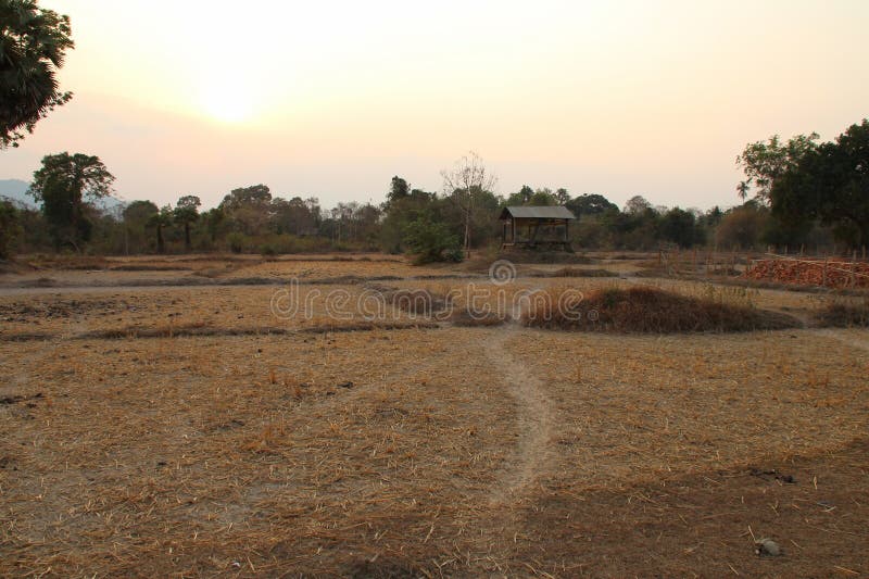 Dried Rice Fields at Khone Island (laos) Stock Photo - Image of khone ...