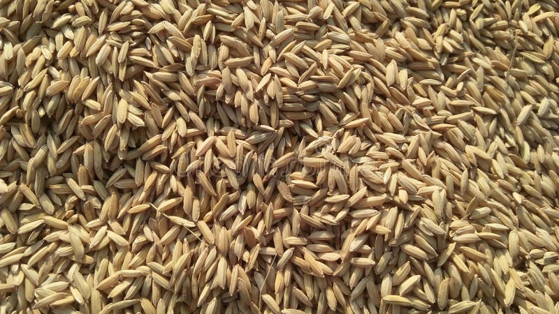 Dried rice seeds stock image. Image of flower, produce - 284144315