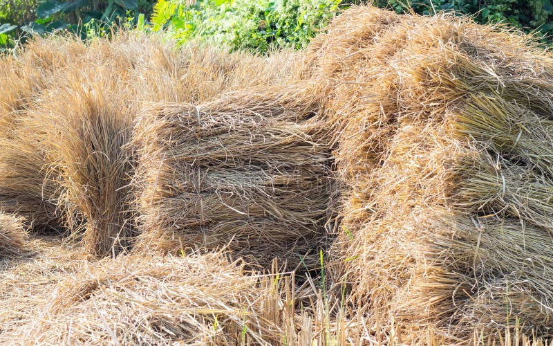 Dried rice straw bundle stock photo. Image of agriculture - 133933436