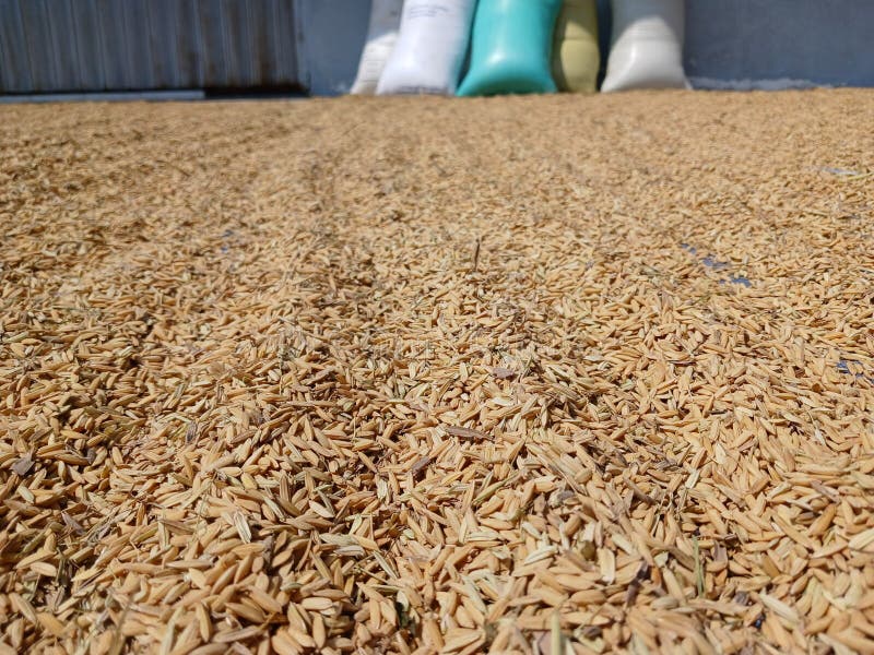 Dried Rice is Dried in the Sun with a Rice Warehouse and Sacks in the ...