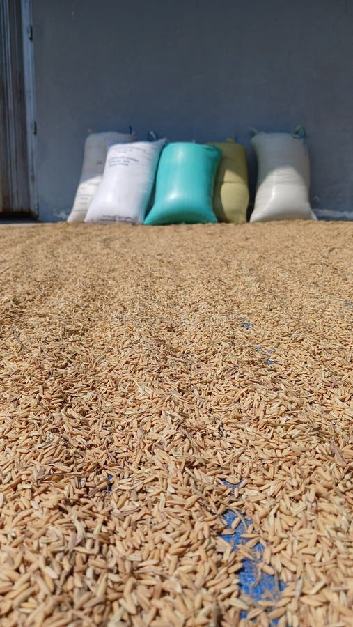 Dried Rice is Dried in the Sun with a Rice Warehouse and Sacks in the ...