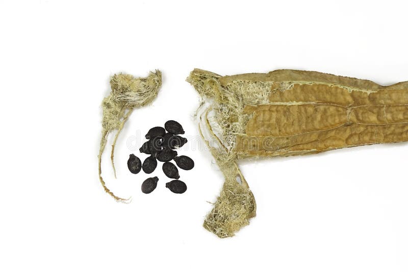 Ridge gourd seeds stock image. Image of nature, healthy - 235092997