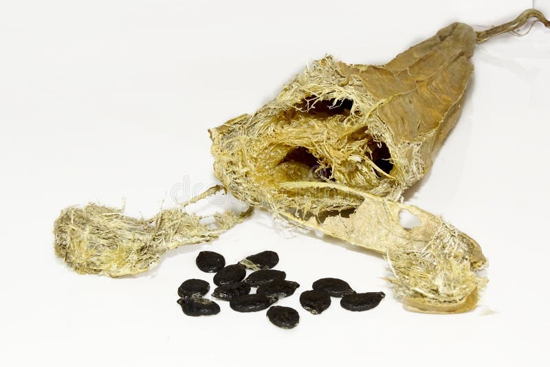 Ridge gourd seeds stock image. Image of nature, healthy - 235092997