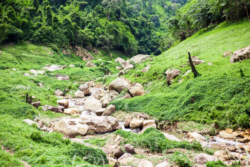 Dried River in the Deep Forest Stock Image - Image of dried, weather ...