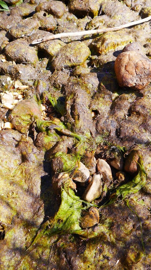 Dried Riverbed with Algae and Moss – Signs of Drought and Pollution ...