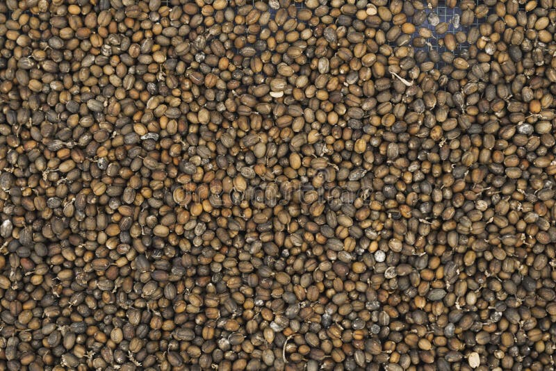 Dried Robusta Coffee Bean Cherry with Greenhouse Solar Drying System ...