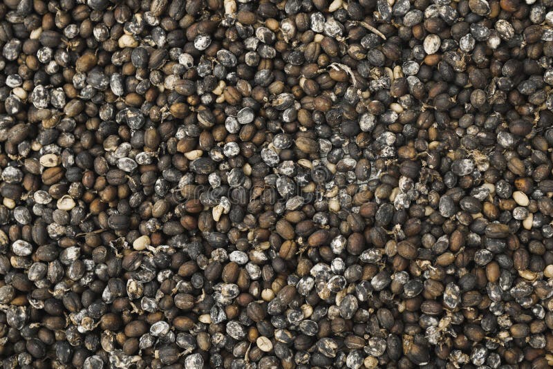 Dried Robusta Coffee Bean Cherry with Greenhouse Solar Drying System ...