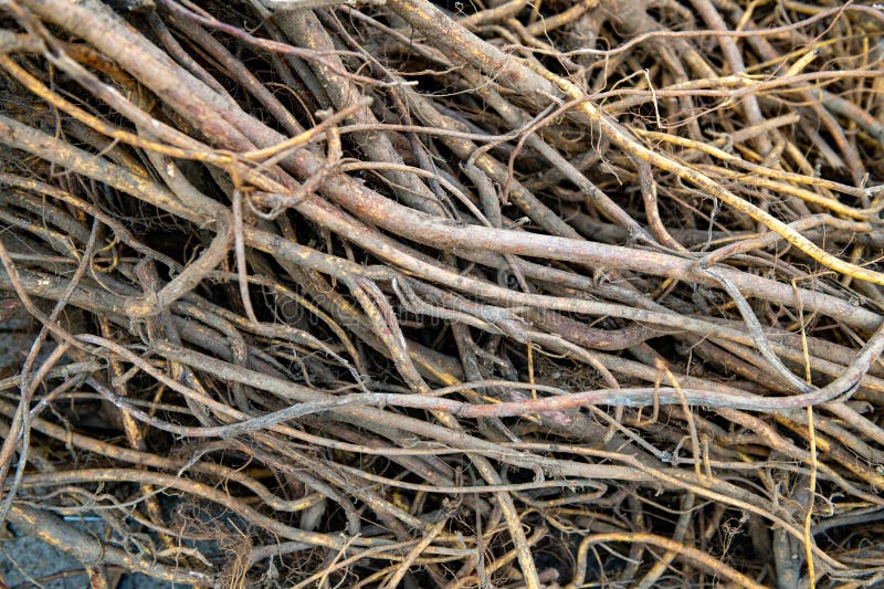 Dried Root Vegetable for Chinese Medicine Stock Photo - Image of shop ...