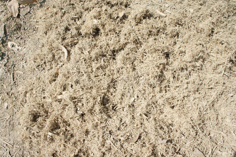 Dried roots stock photo. Image of fibrous, natural, pile - 65755020