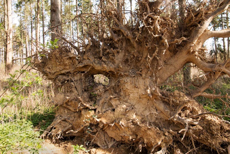 The Roots of a Fallen Tree in a Forest Stock Photo - Image of lofty ...