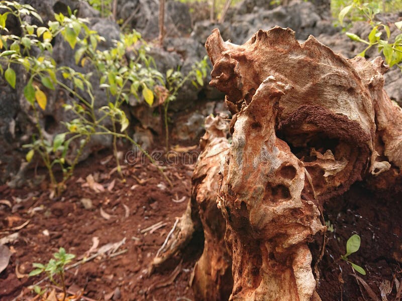 Dried Roots that are Still Embedded in the Ground Stock Image - Image ...