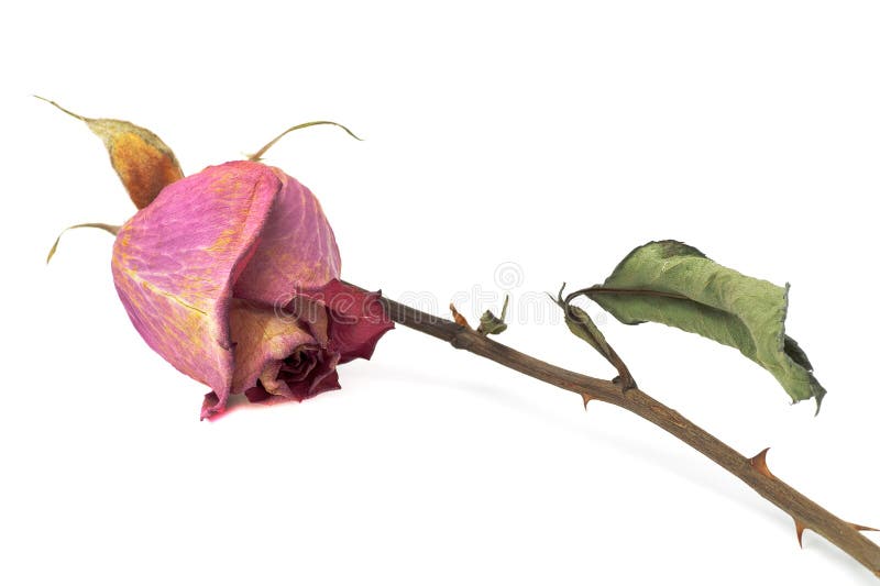 A Rose Trampled on the Ground Stock Photo - Image of resurrection ...
