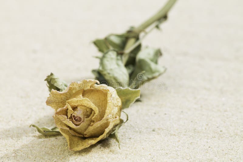 A Rose Trampled on the Ground Stock Photo - Image of resurrection ...