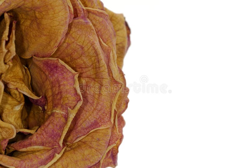 Frame Border stock photo. Image of islated, blank, print - 99886