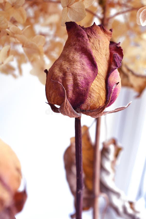 Dried Rose Bud on a Light Background. One Dried Flower. Close-up Stock ...