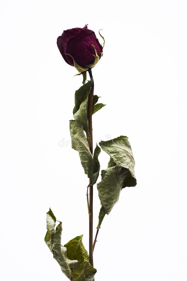 Dried rose stock image. Image of fragrant, design, decorative - 61434605