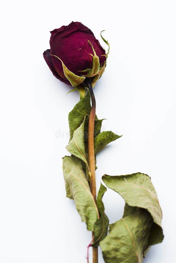 Dried rose stock image. Image of clearness, autumn, branch - 61434731