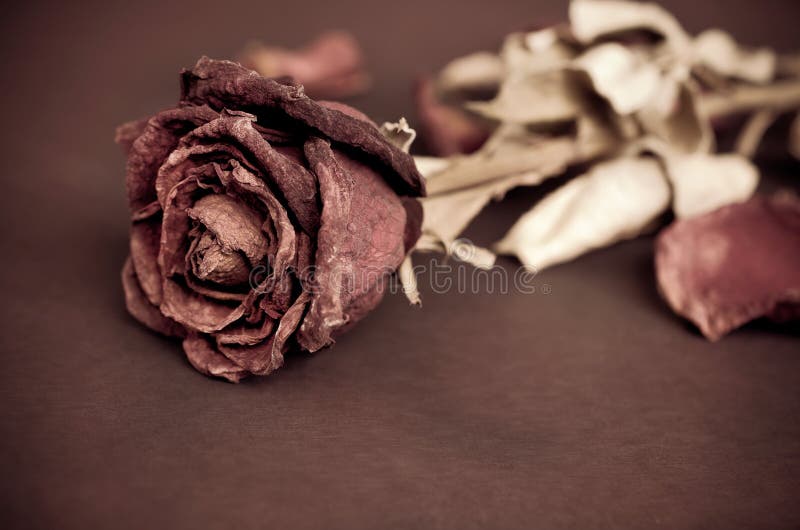 Dried rose, Dead rose stock image. Image of cards, divorce - 30939885