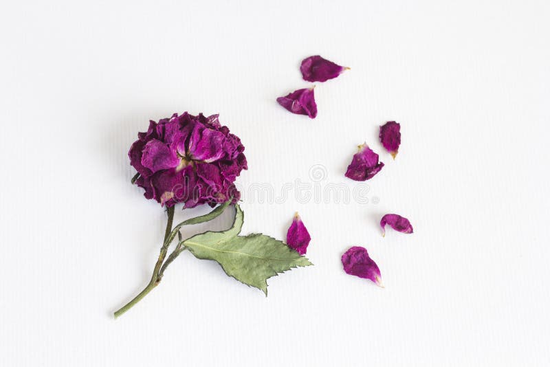Dried rose petals stock image. Image of bath, flavoring - 240925789