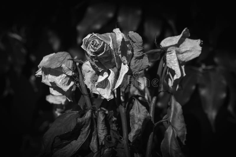 Dried Rose Flower Head As Symbol of Death. Black and White Image Stock ...