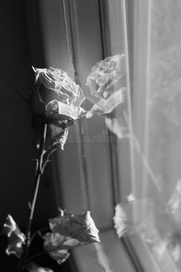 Dried Rose Flower with Reflection on the Windowsill by the Window Stock ...