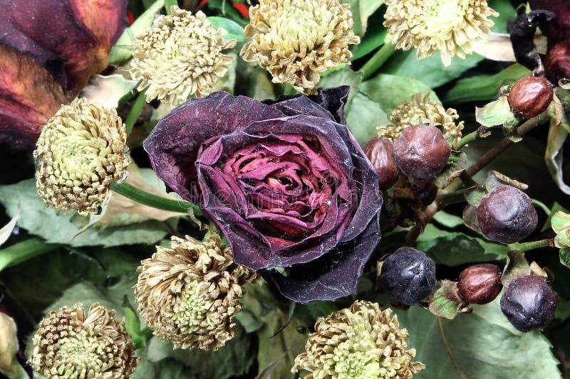 Dried rose stock photo. Image of design, flower, natural - 83422168