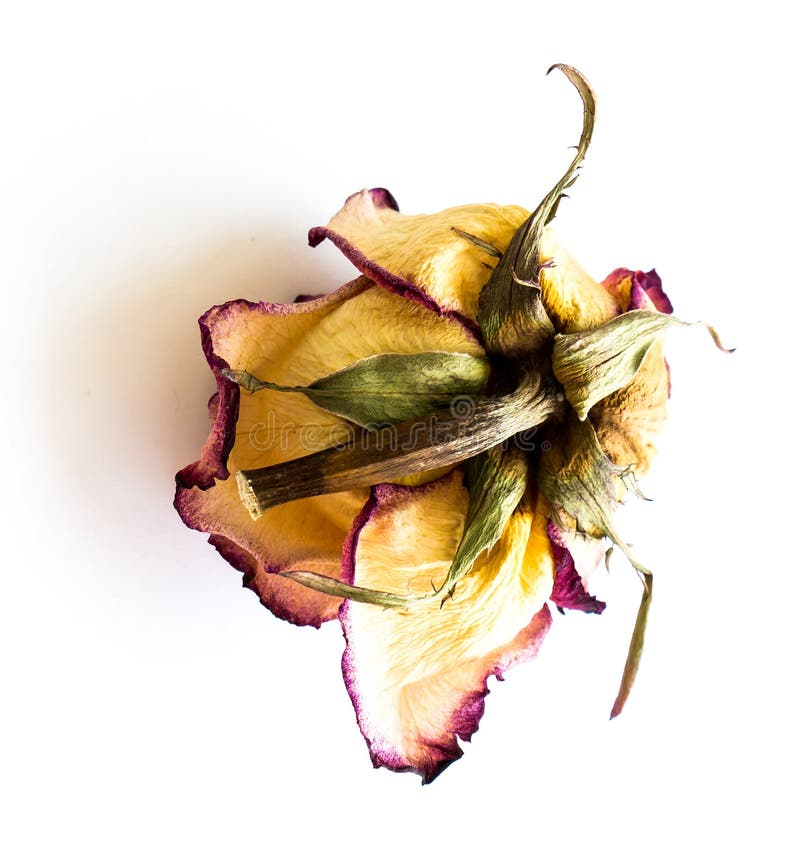 The dried rose. stock photo. Image of floral, color, stem - 81100144