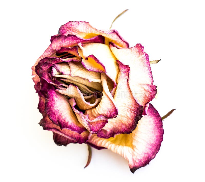 The dried rose. stock photo. Image of color, styled, nature - 81102070