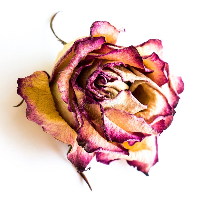 The dried rose. stock photo. Image of faded, white, nature - 81108588