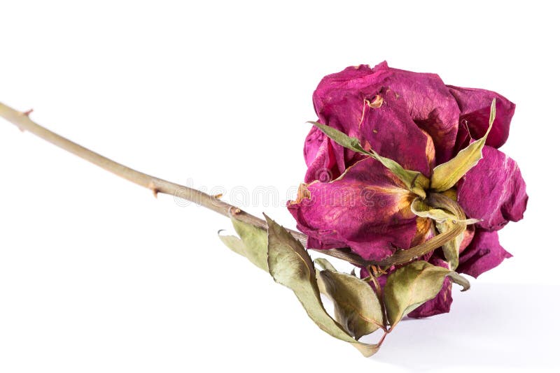 Dried rose flower stock photo. Image of dying, floral - 182943982