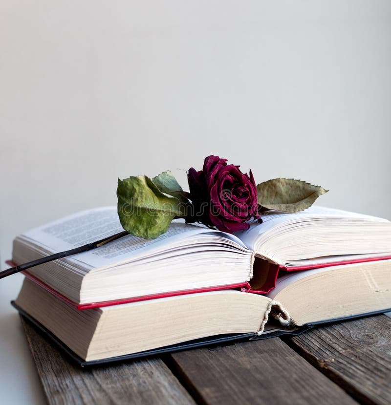 Dried Rose and Open Book on the Table Stock Image - Image of century ...