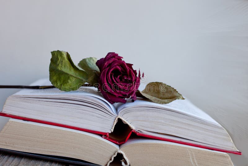 Dried Rose Laying Over an Open Book Stock Image - Image of note, brown ...