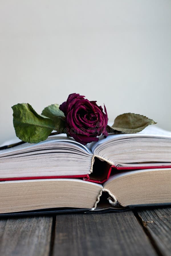 Dried Rose Laying Over an Open Book Stock Photo - Image of history ...
