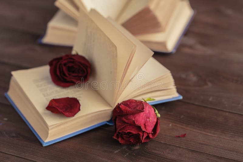 Dried Rose Laying Over an Open Book Stock Image - Image of pink ...