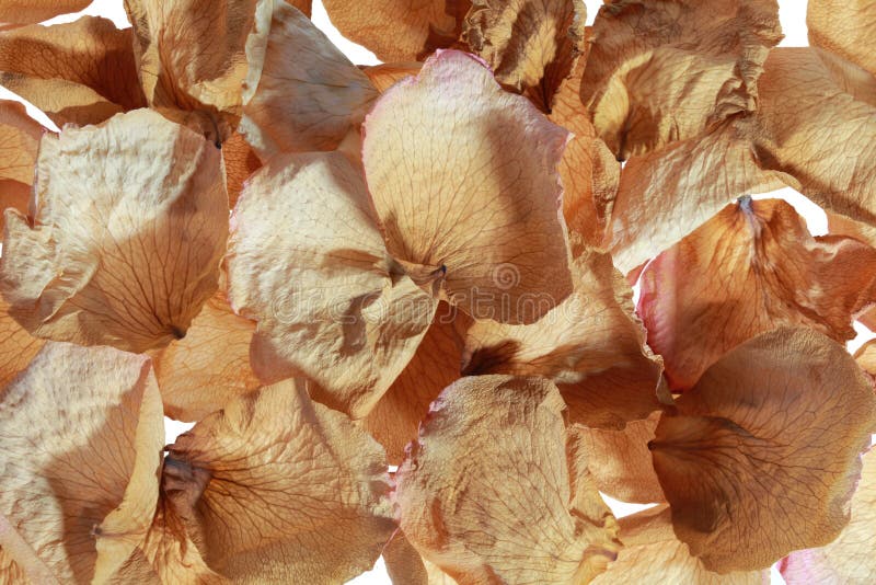 Dried rose petals stock image. Image of texture, autumn - 35541167